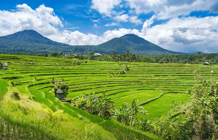 13 plus belles rizières d'Asie - Asie Online